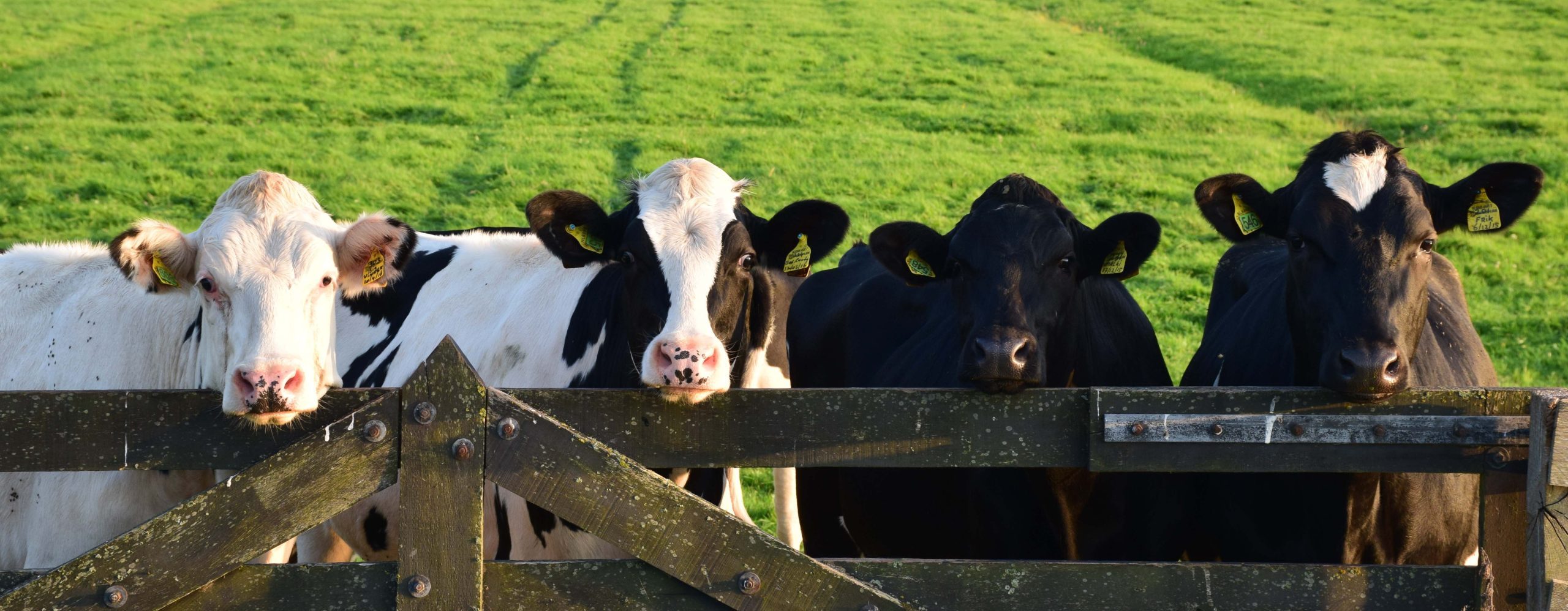 ANCA | Locally Grown - ANCA